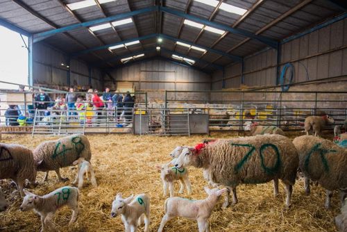 Lambing Experiences at Arnprior Farm, Stirling