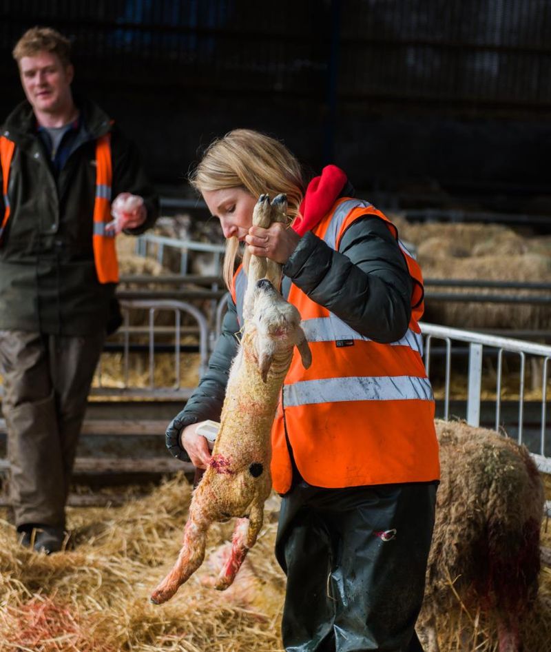 Lambing Experiences at Arnprior Farm, Stirling