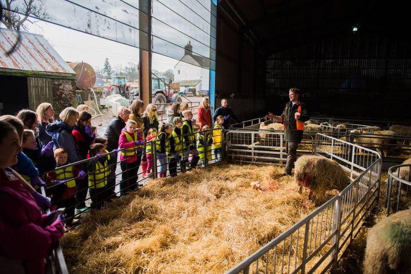 Lambing Experiences at Arnprior Farm, Stirling