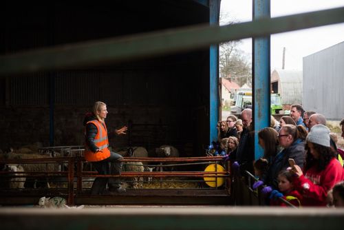 Lambing Experiences at Arnprior Farm, Stirling